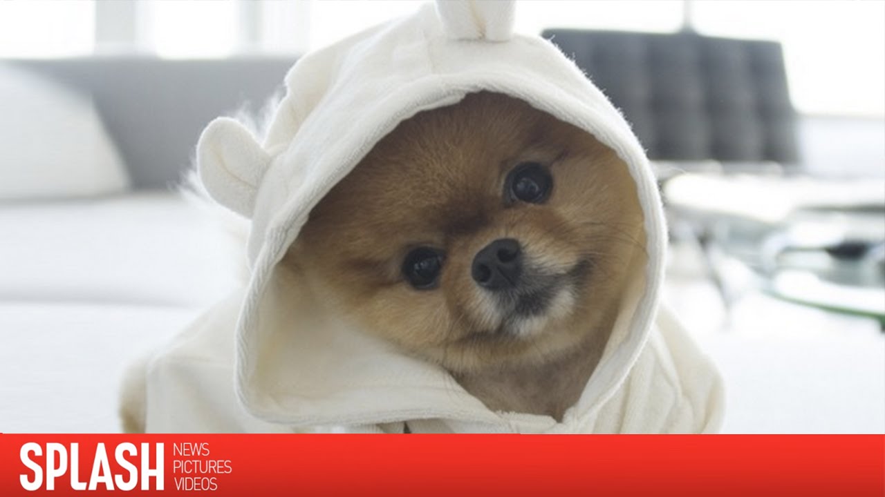 Meet Jiff: Katy Perry's Mega-Cute Pomeranian | Splash News - YouTube