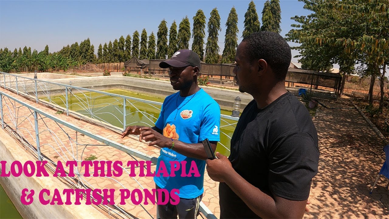 AMAZING FISH POND IN DODOMA TANZANIA - YouTube