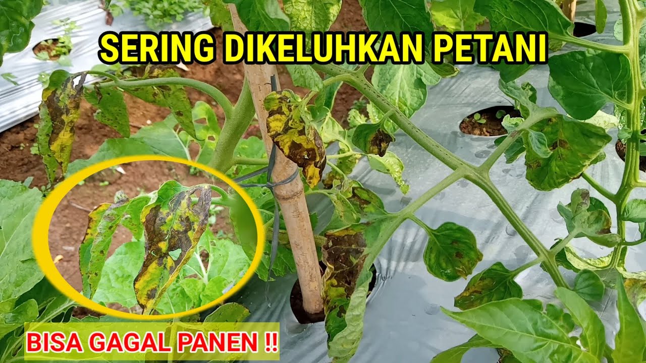 PENYAKIT HAWAR DAUN TOMAT DAN CARA MENGATASINYA - YouTube