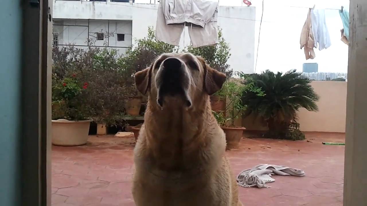 Dog nodding head.mp4 - YouTube