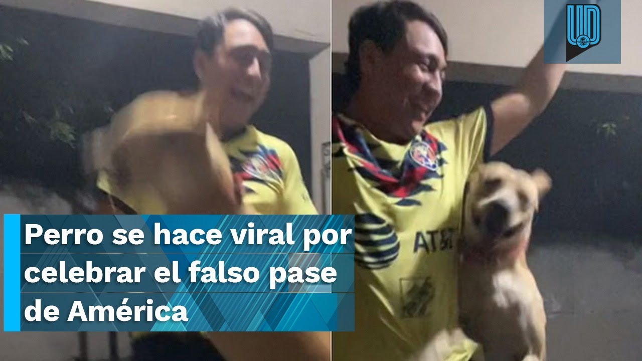 Perrito festeja el triunfo del América, antes de su eliminación en la ...