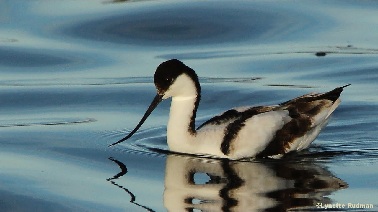 BILL / BEAK DESIGNS IN BIRDS: 4. the recurved bills of birds - YouTube