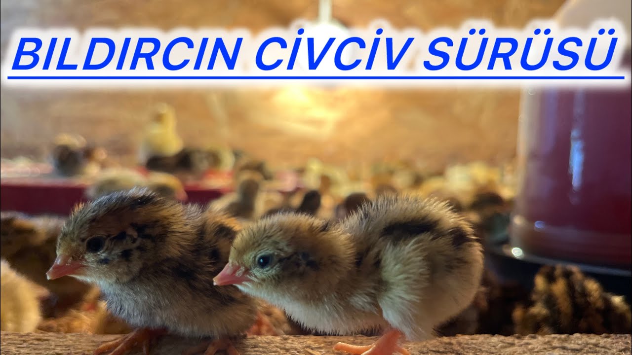 BILDIRCIM CİVCİV ÇIKIMI -/ ÇİFTLİKTE SON DURUM - YouTube