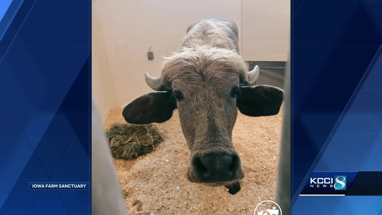 New owners say wounded Iowa water buffalo in stable condition at vet ...