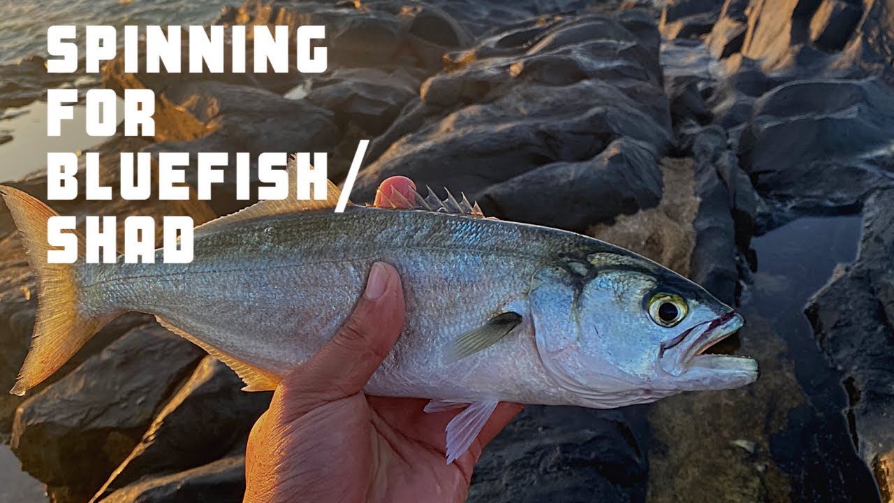 Best Bait For Shad Fishing In South Africa at Claude Harrod blog