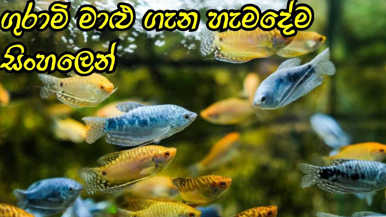 Gourami fish care in sinhala/D.H FISH ADVISOR - YouTube