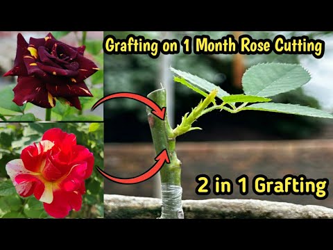 How to Graft Rose 🌹🌹 Plant // Amazing Grafting Method That Never Tell ...