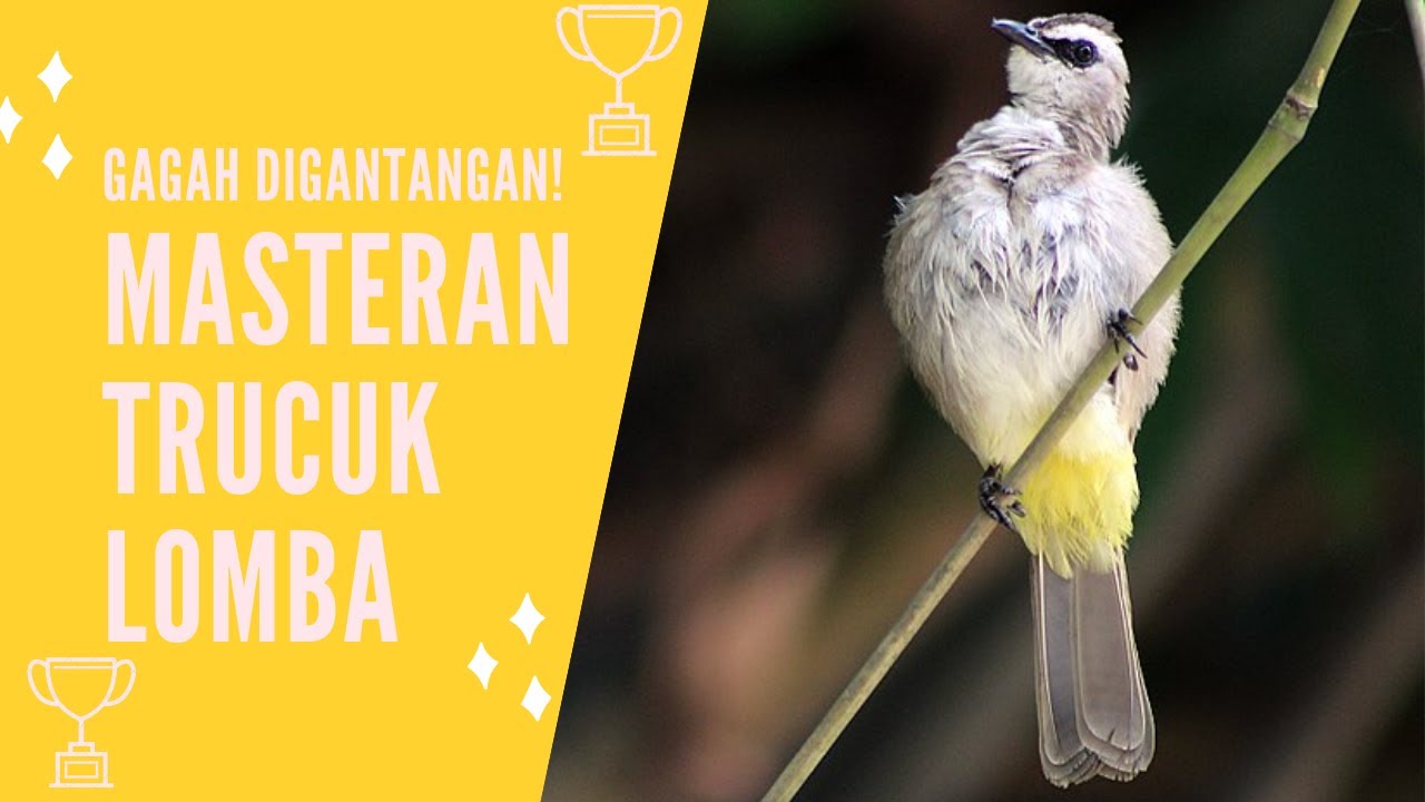 Masteran Trucukan Lomba Suaranya Bikin Trucuk Anda (AUTO JUARA) 🏆🐦 ...