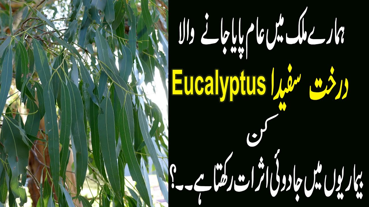 Benefits of use of Eucalyptus ( Safeda Tree) in dental pain and cold ...