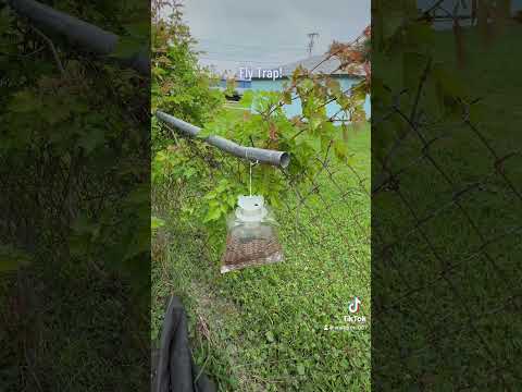 What Are The Insects Flying That Have Flags
