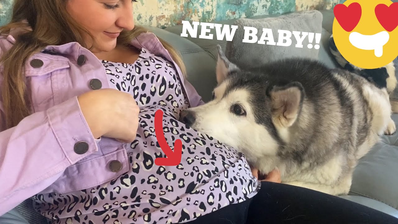 How My Husky Told Us We Are Having A New Baby!! [CAN DOGS SENSE ...