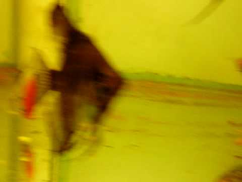 ANGEL FISH ,BLUE BLUSHING,BLACK BLUSHING,MADETO KOIS, - YouTube