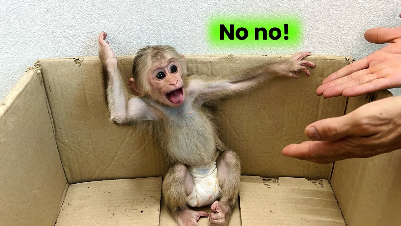 Baby monkey Xuka felt insecure and hid in a cardboard box and refused ...