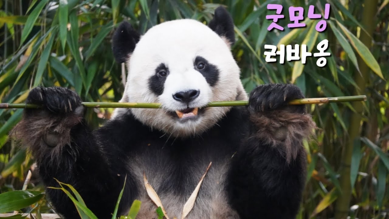 2024.12.05 러바오 lebao 서리🌿 - YouTube