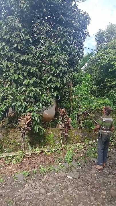 Panen manggis - YouTube