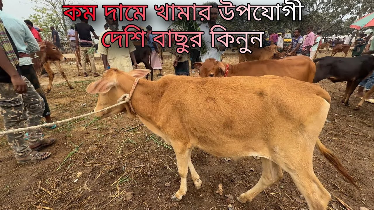 কম দামে খামার উপযোগী বাছুর গরু | desi gorur hat | গরুর হাট বাজার| #গরুর ...