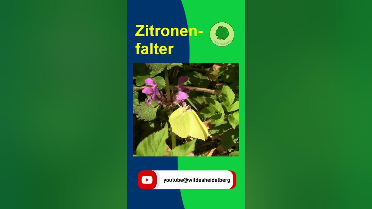 Zitronenfalter - YouTube
