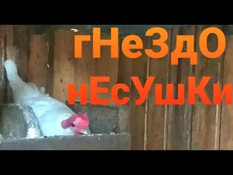 Гнездо для курицы-несушки - YouTube