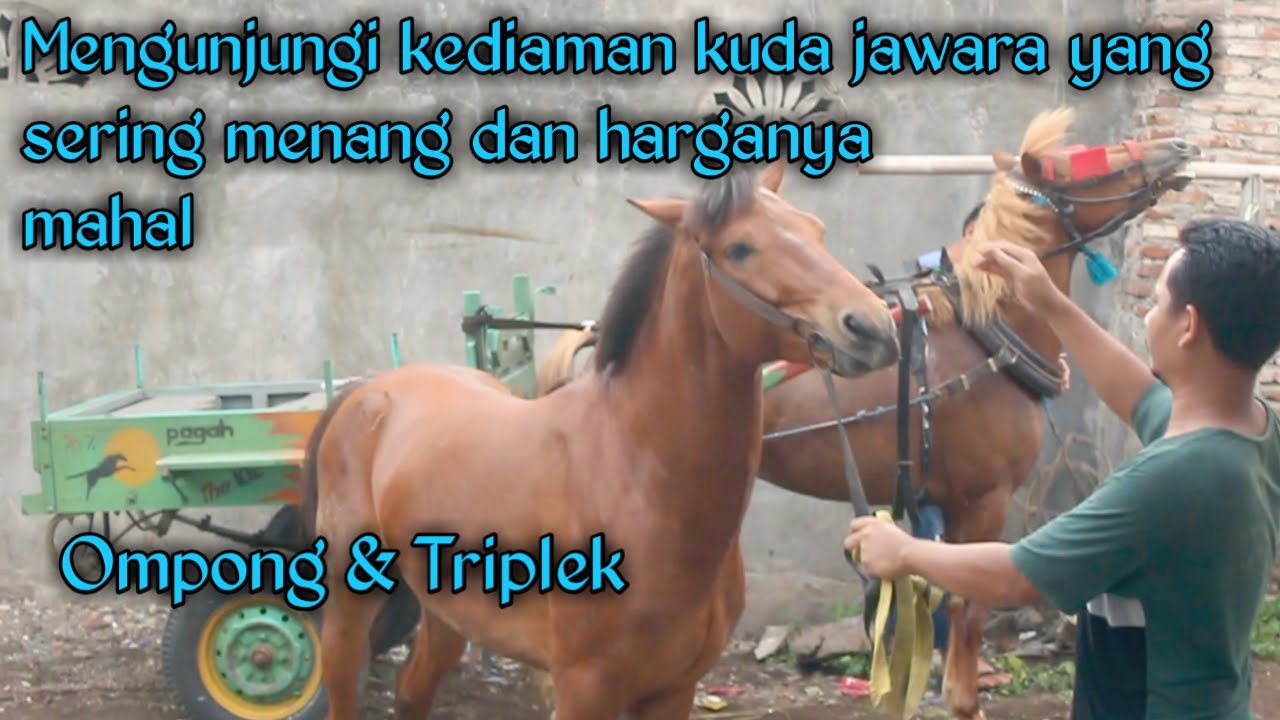 diajak jalan-jalan menggunakan kuda jawara yang harganya mahal - YouTube