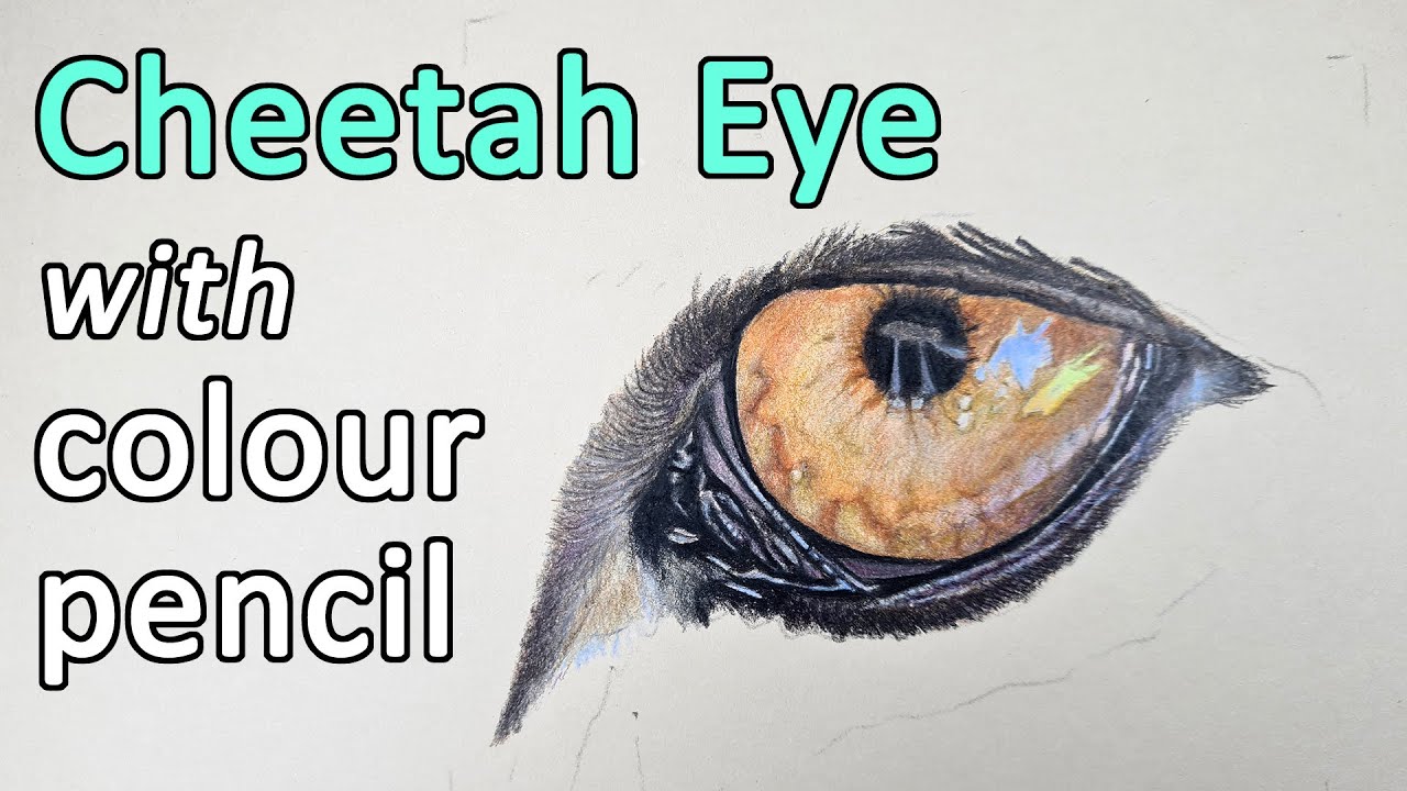 CHEETAH EYE - How to draw a realistic big cat eye with color pencil ...