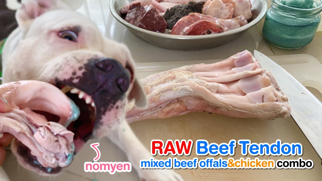 nomyen the Pit Bull 1st time eats Raw Beef Tendon combo [ASMR] BARF MUKBANG 動物の咀嚼音 | 犬が生の肉を食べる ...