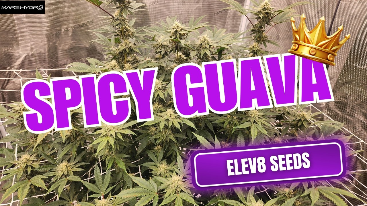 Ep#6 Spicy Guava (Elev8 SEEDS) Flower Development Update! - YouTube