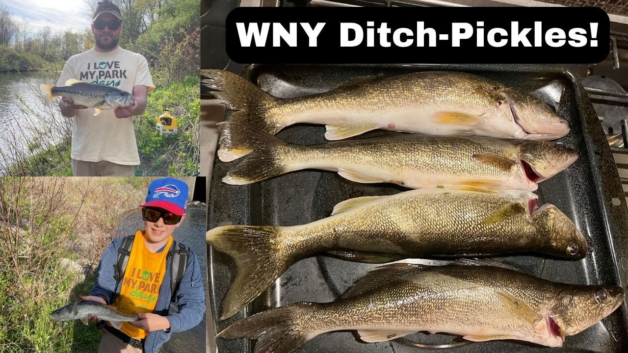 Trout-Stream Walleye and Bass! (WNY Ditch-Pickles!) - YouTube