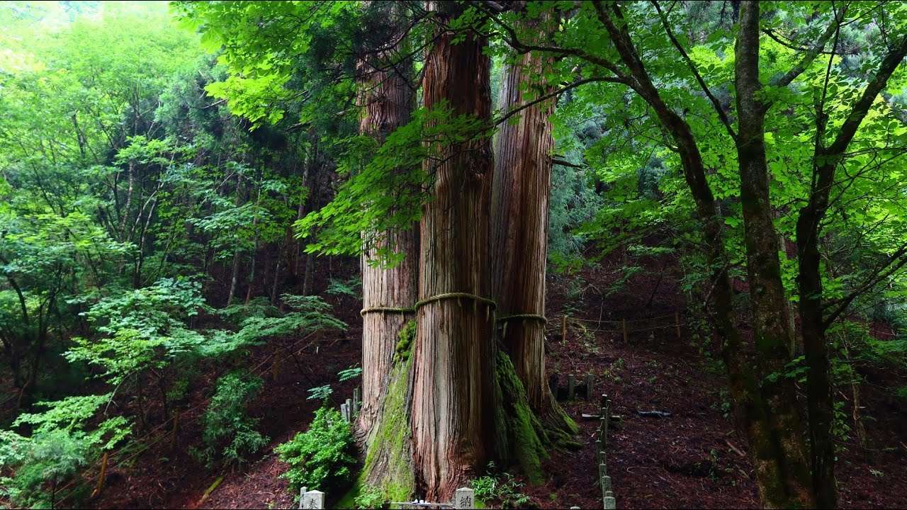 花脊の三本杉（三脚固定、BGMなし＝自然の川音）(Hanase-no-sanbon-sugi or the Three-trunked ...