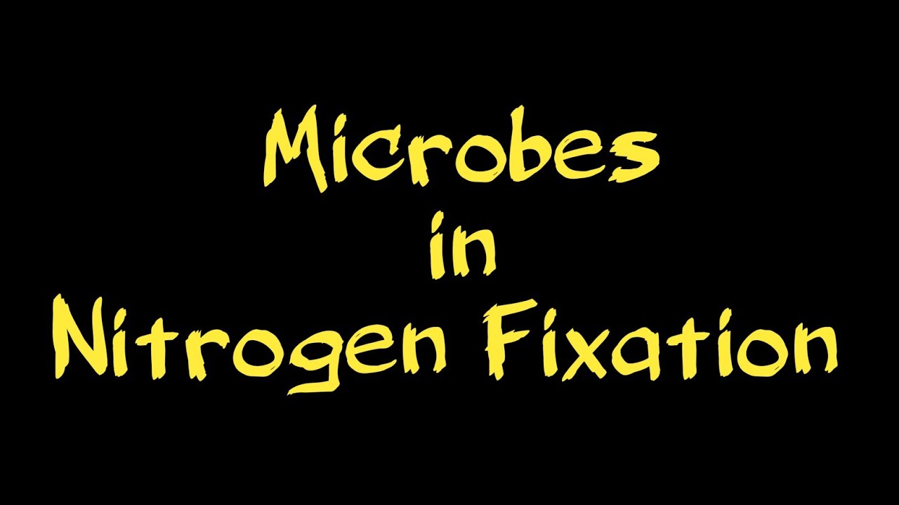 NITROGEN FIXING MICROBES (2020)|Easy&simple|Free living and Symbiotic ...