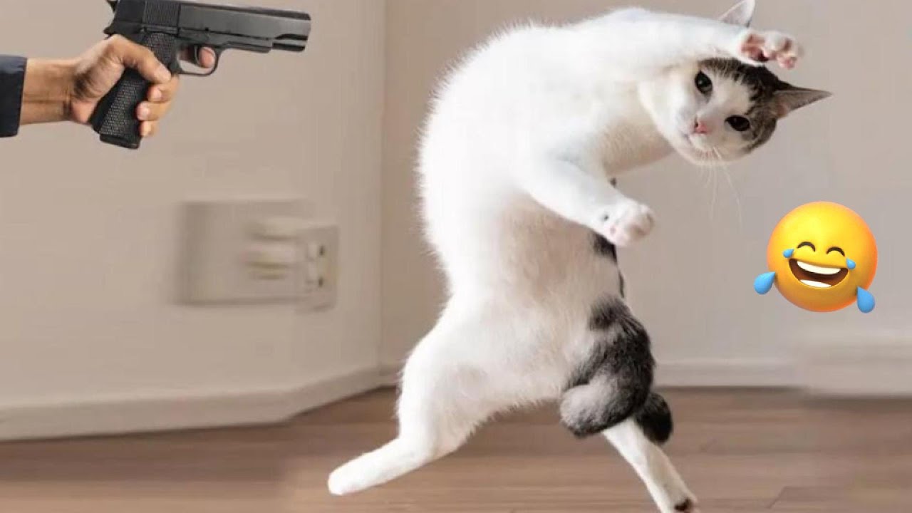 🐱Unpredictable Cats! You NEVER Know What They'll Do Next! - YouTube