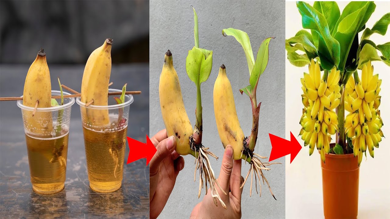 SUMMARY OF 4 TECHNIQUES to stimulate banana germination quickly and ...