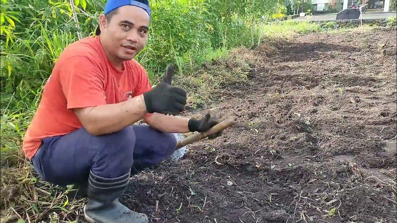 DAY 3 Paraan ng pagtatanim ng kamoteng kahoy - YouTube