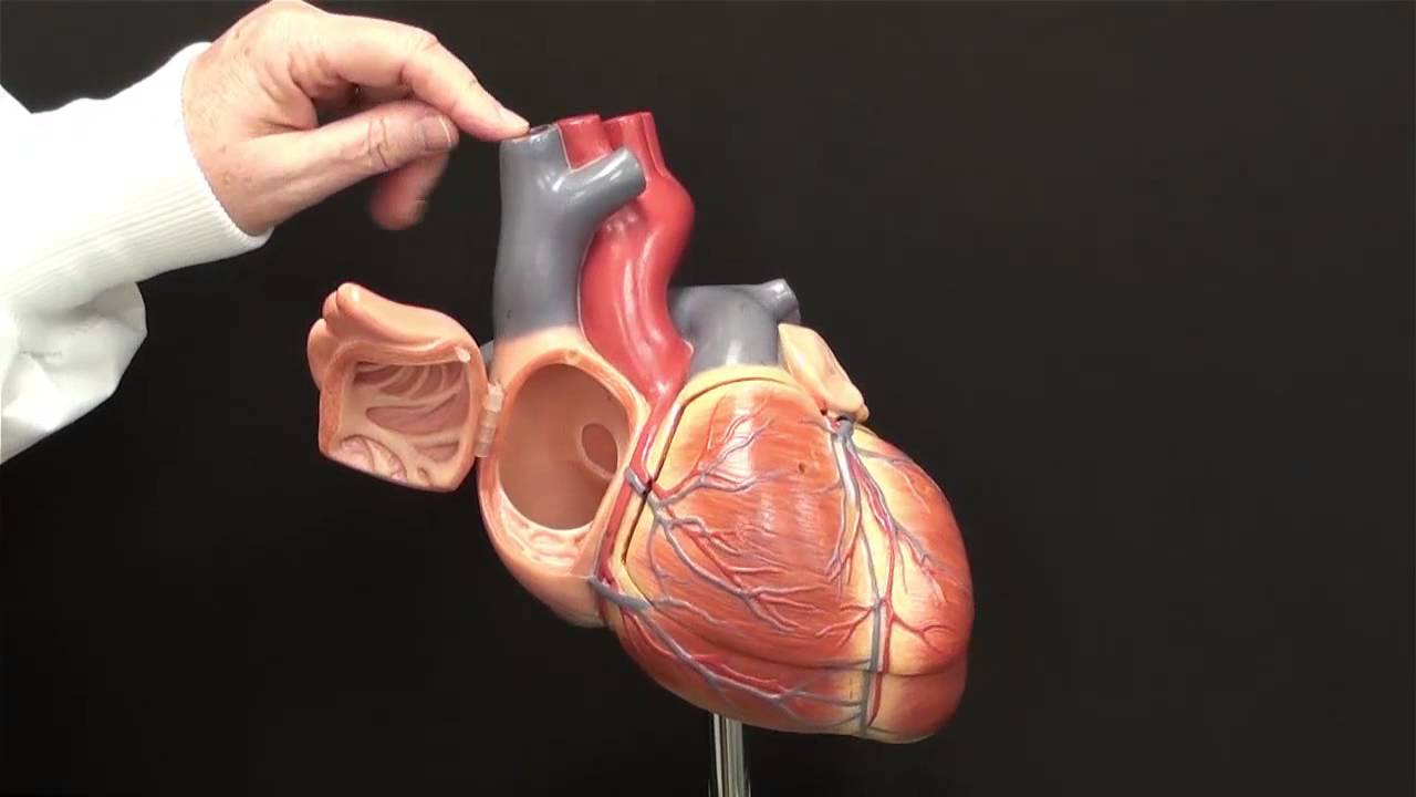 heart Dissection Model - YouTube