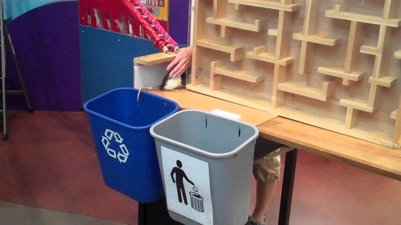 Trained Rats at the Philadelphia Zoo! - YouTube