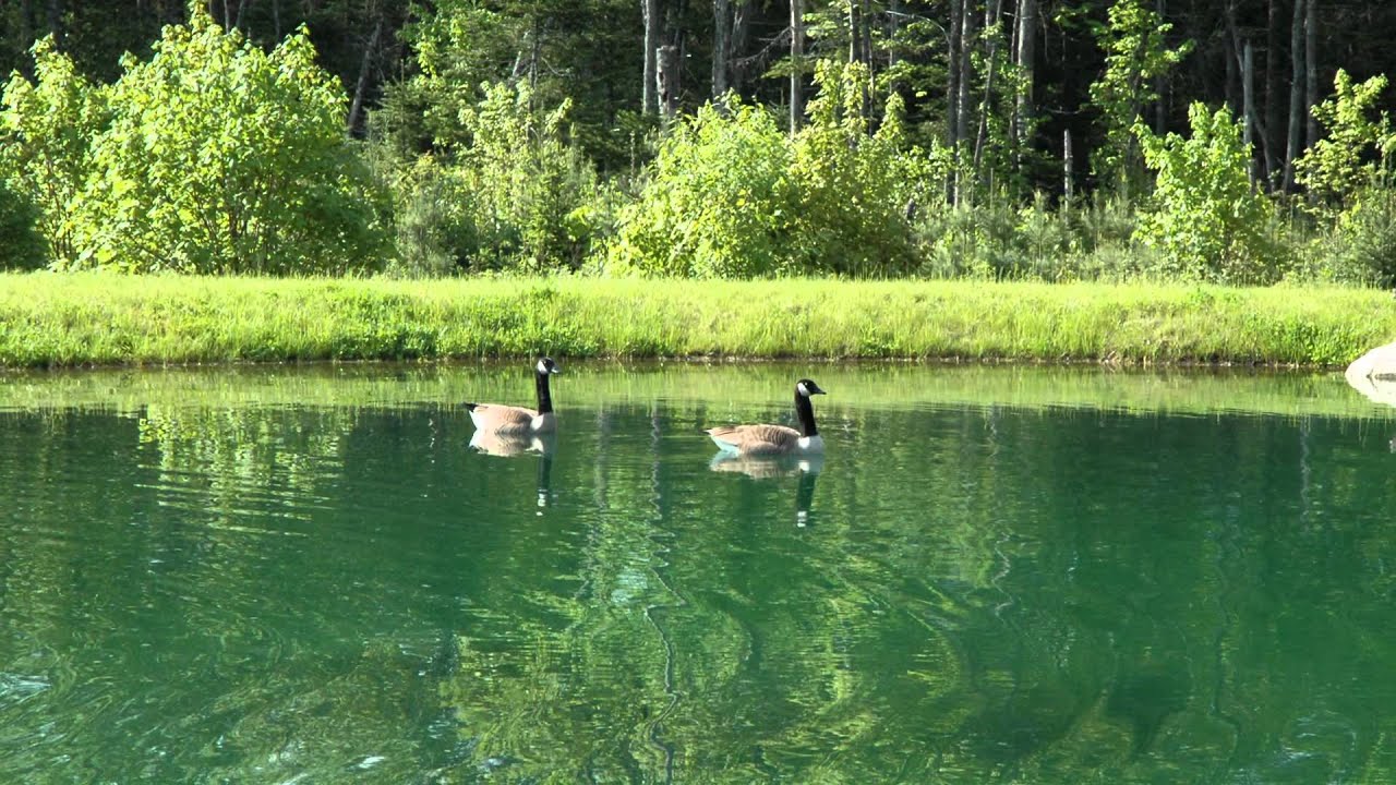 The Pond, The Geese & Boo - YouTube