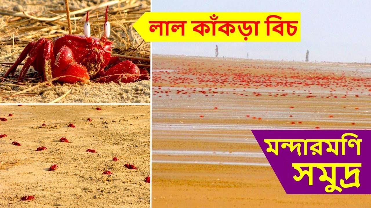 Lal Kakra Beach - Mandarmani Beach - লালকাঁকড়া বিচ | mandarmani red ...