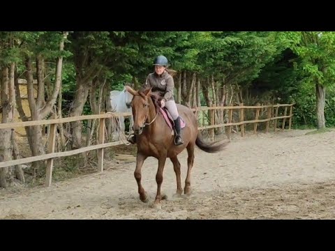 Cours de dressage avec Phantomette 30/04 - YouTube