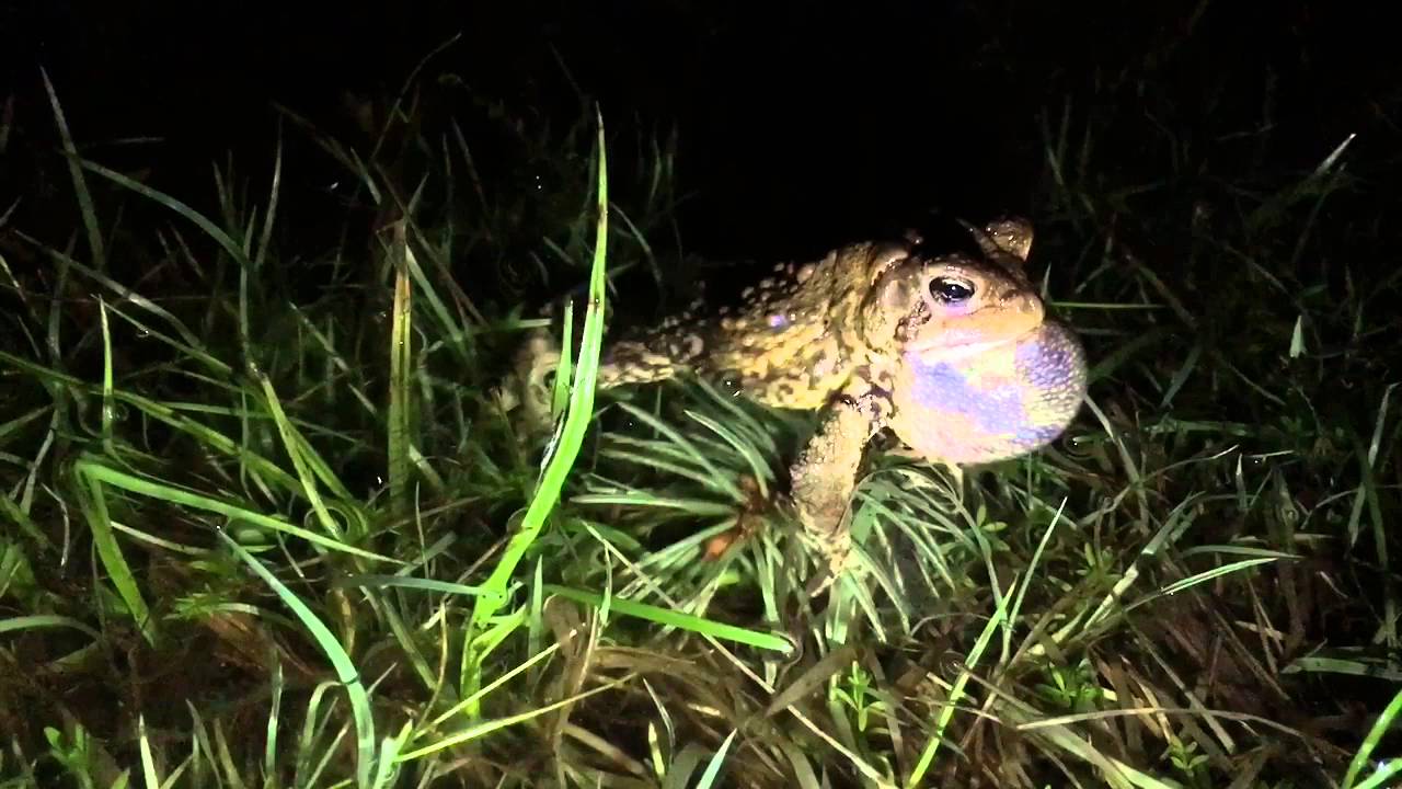 Toads trilling - YouTube