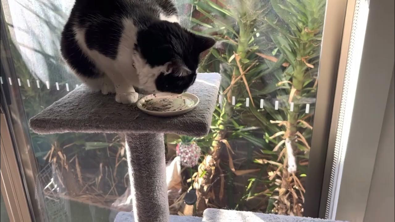 My Cat’s first time trying Catnip #catnip #cattryingcatnip #catnipstoned - YouTube
