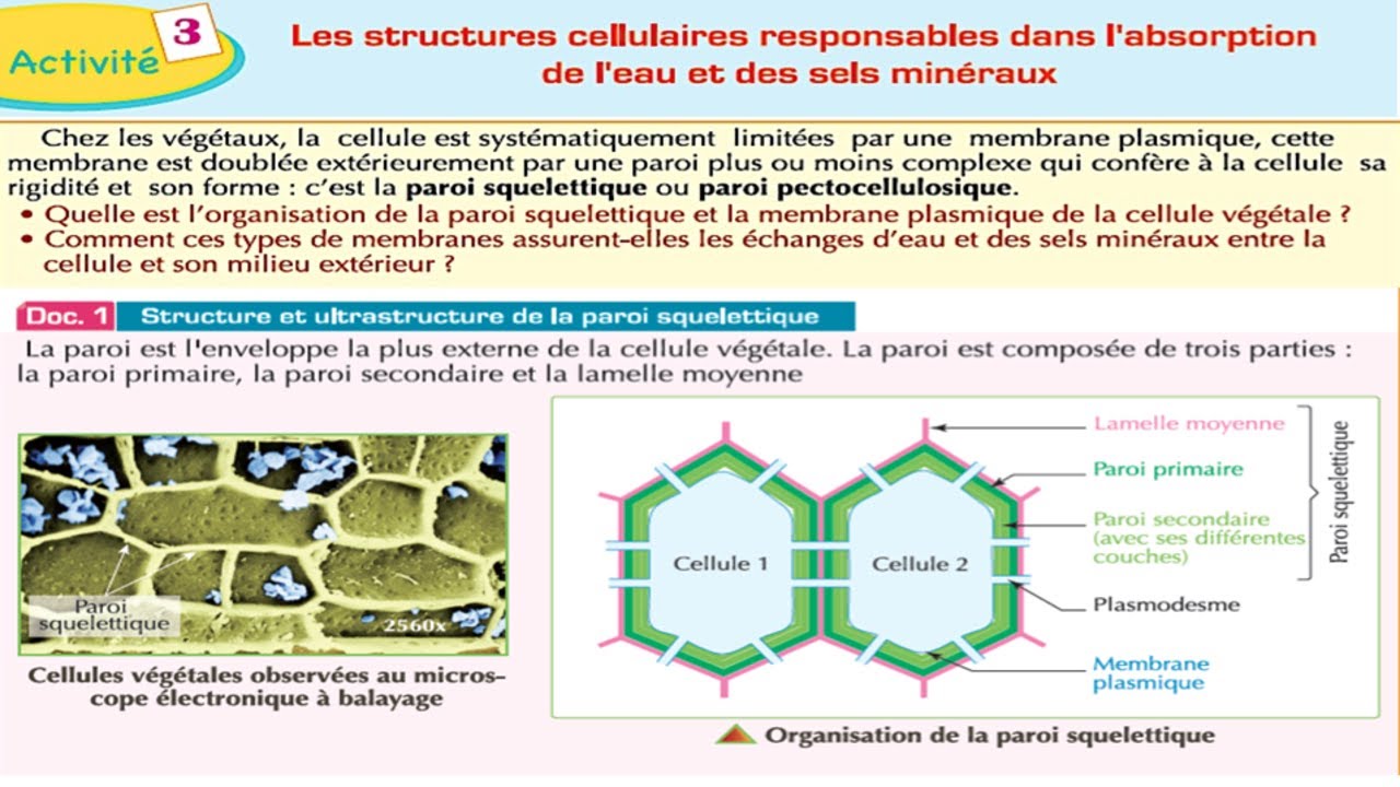 Les structures cellulaires responsables dans l'absorption d'eau et des ...