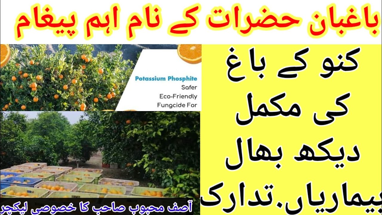 Orange / Citrus Farming in Pakistan Plant Diseases and Care - YouTube