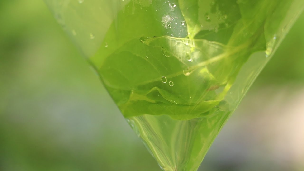 How To Get Water From A Tree Branch - YouTube