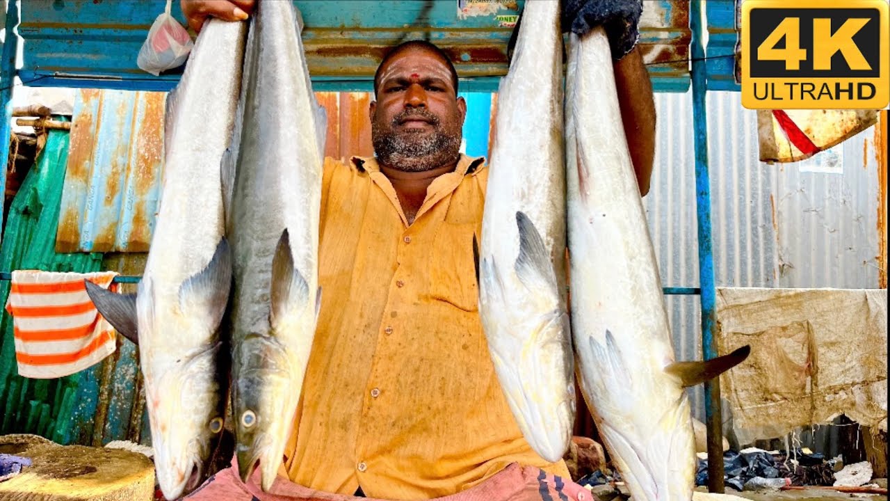 Kadora fish cutting video/fishcuttingrs#kasimedu #fish #fishcuttingrs ...