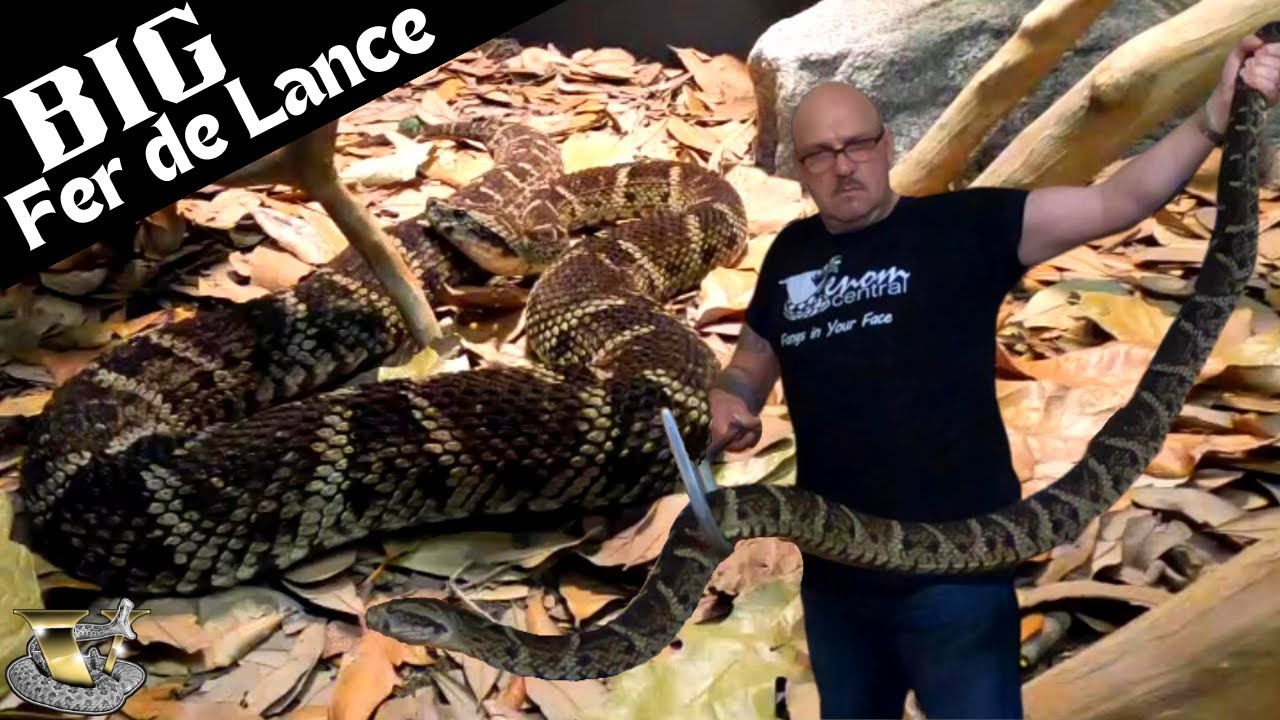 Fer De Lance Snake