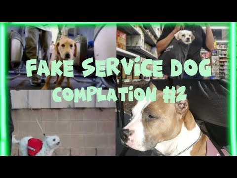 Fake Service Dog Compilation Part 2 - YouTube
