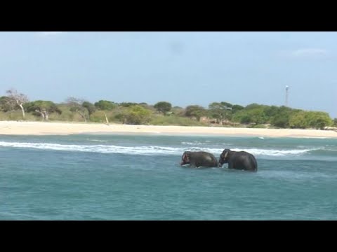 Sri Lankan navy saves two elephants washed out to sea - YouTube