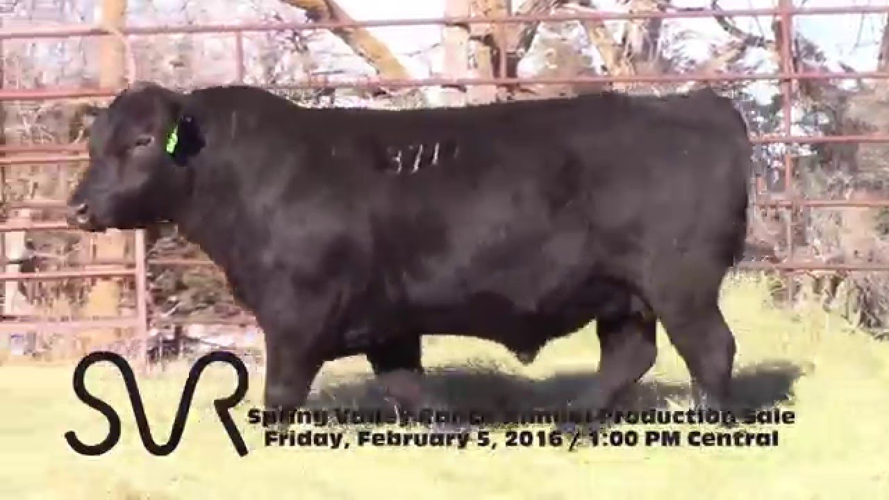 Spring Valley Annual Production Sale - YouTube
