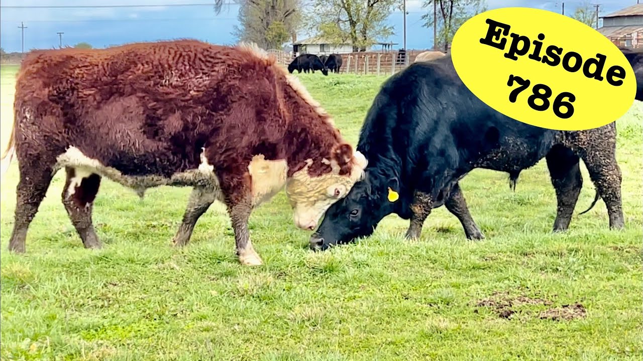 An Easier Way to Roll Tube and the Cows are Out to Pasture - YouTube