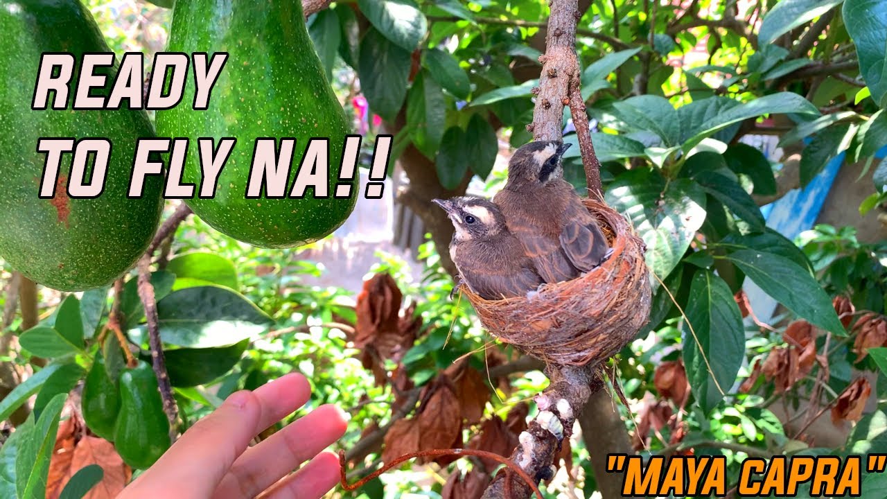 MAYA CAPRA LUMIPAD NA?! / RESCUE NA BIBE SOLO LANG? - YouTube