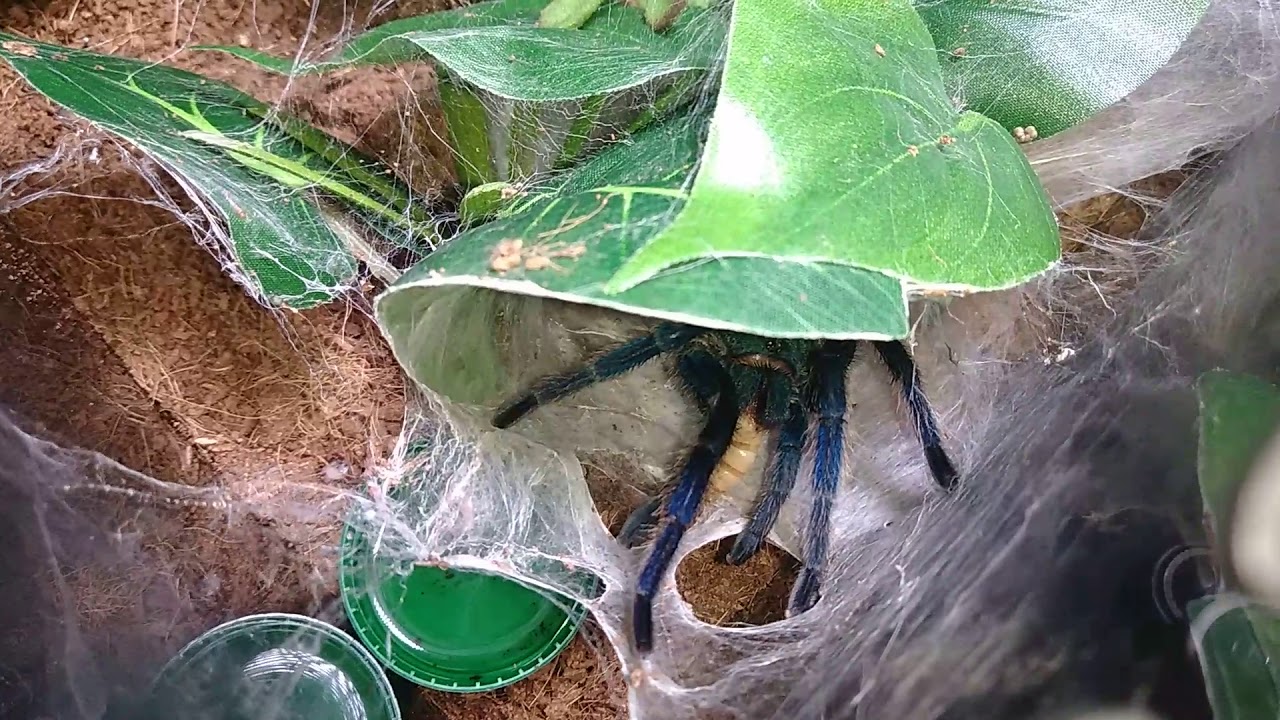 Tarantula collection tour pt 2 - YouTube